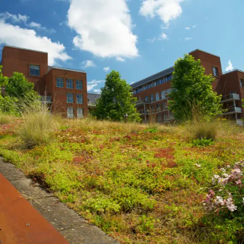 Green roof system build-ups - SedumScape